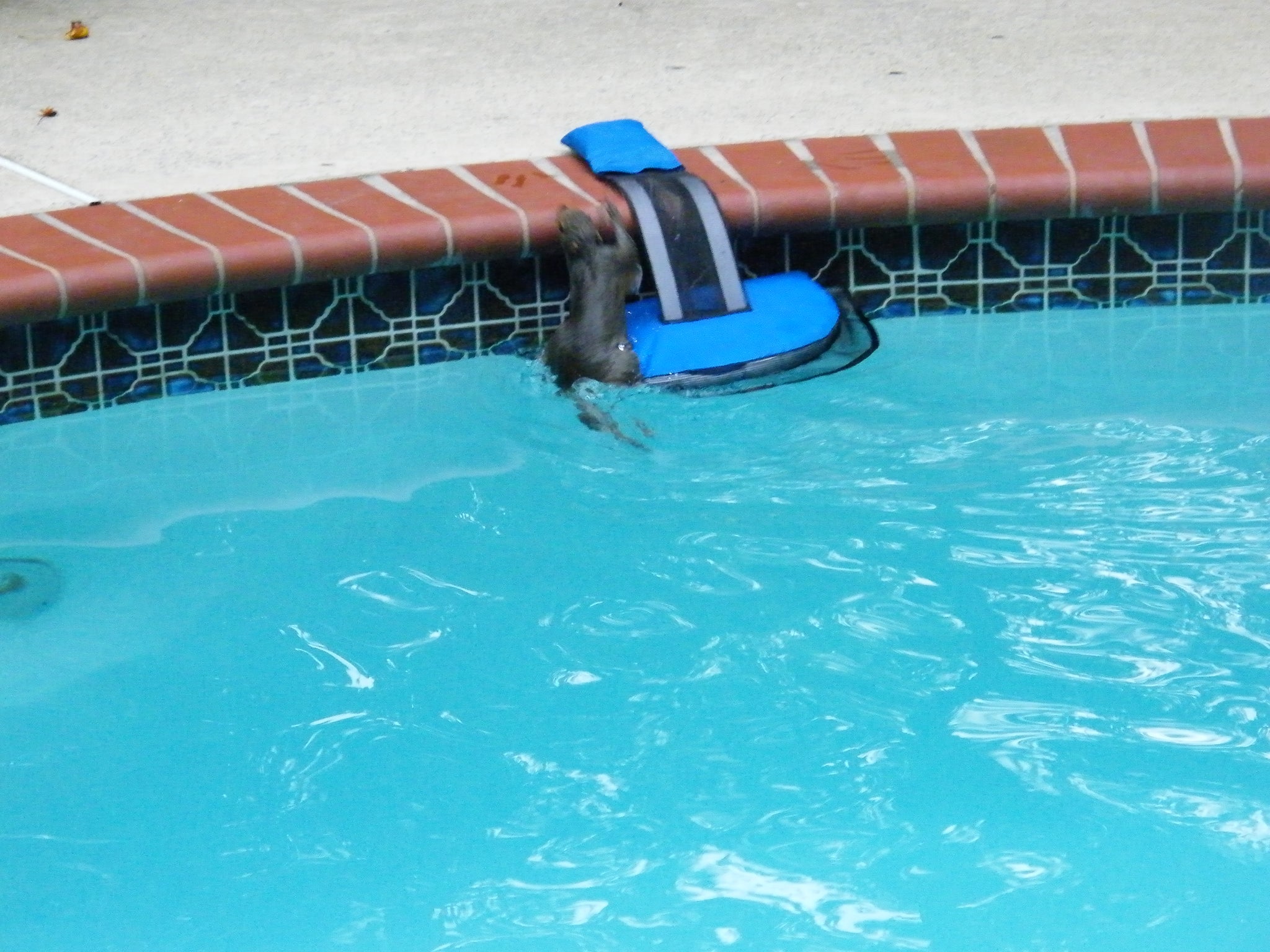 Checkout The Photo Gallery Of The FrogLog Products