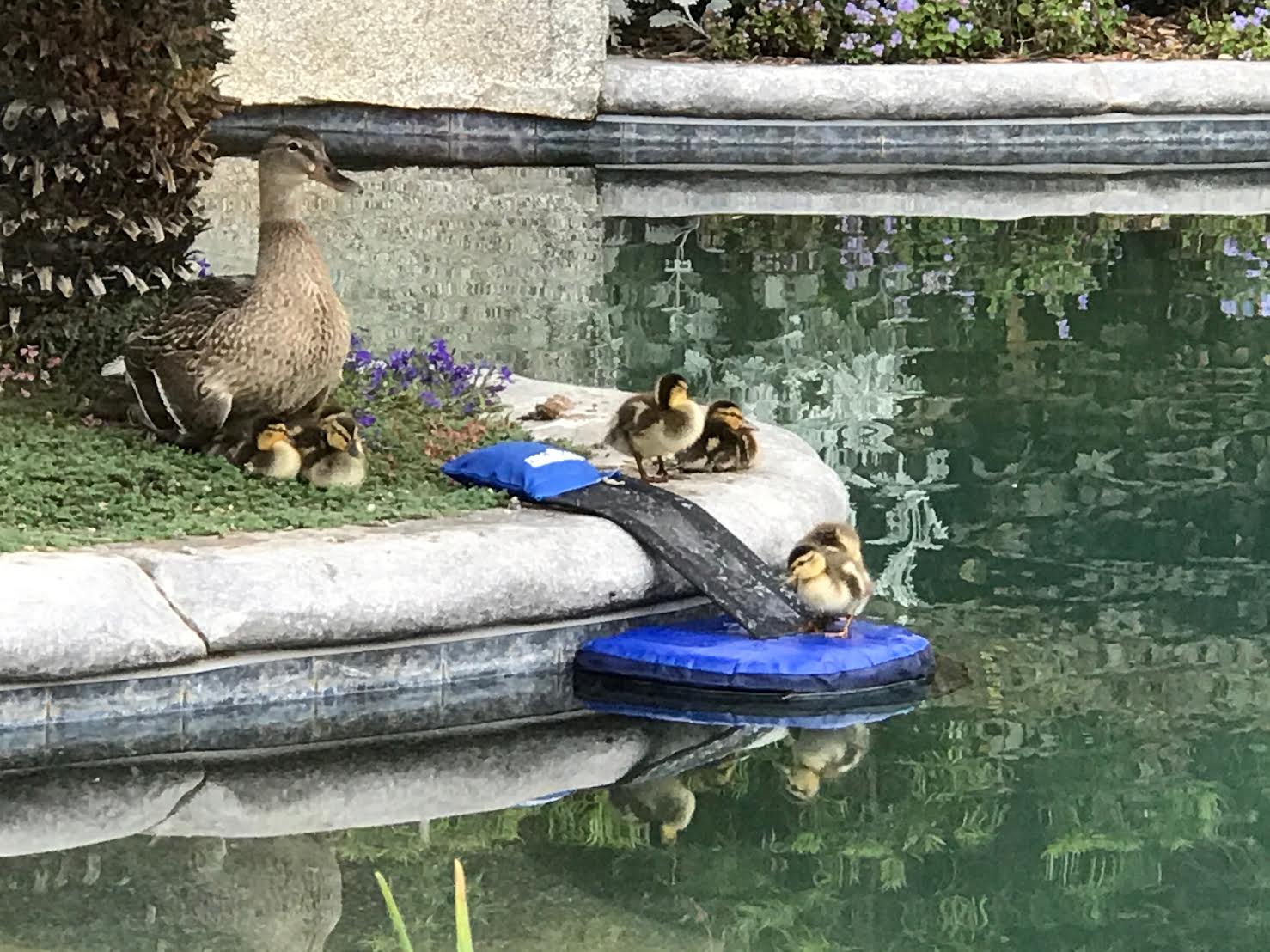 FrogLog: Keeps Frog & Other Animals Out Of Your Swimming Pool