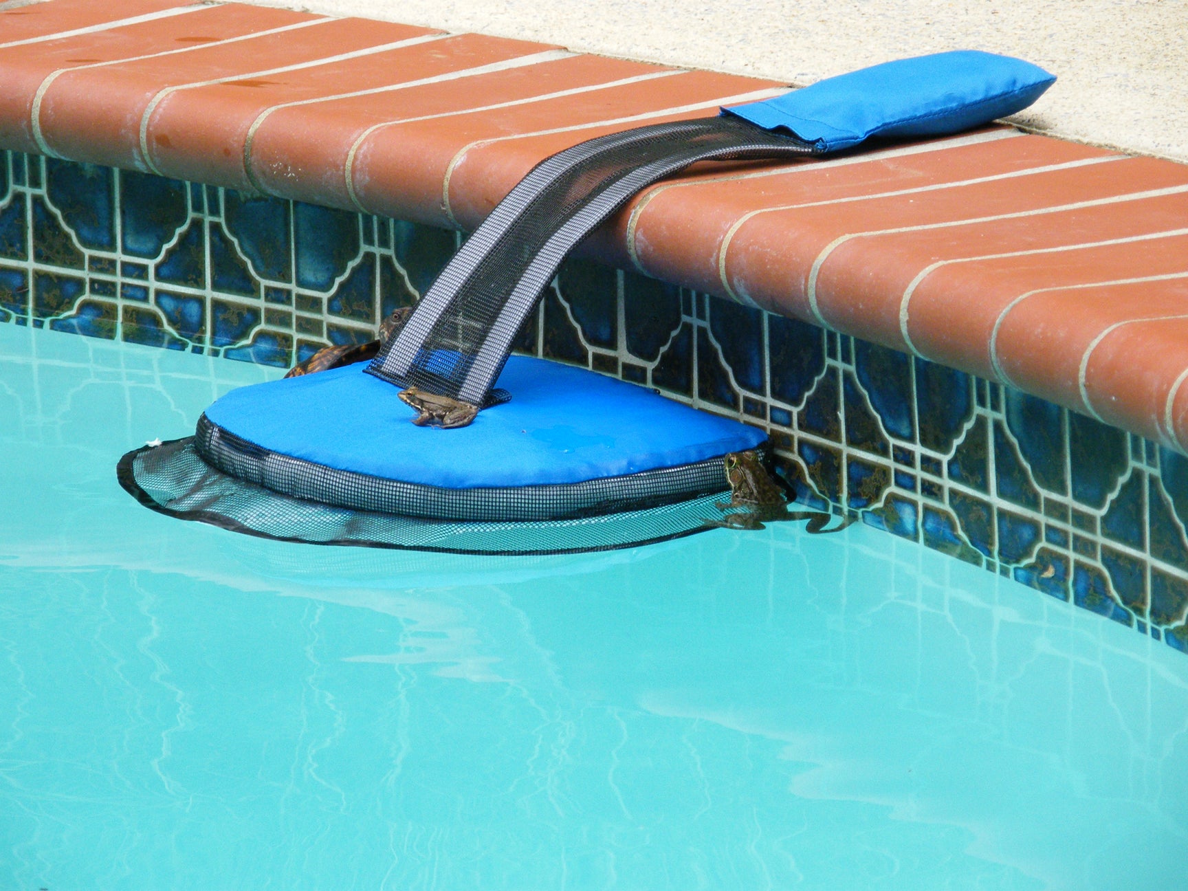 The Original FrogLog: Unique, Effective And Simple To Use